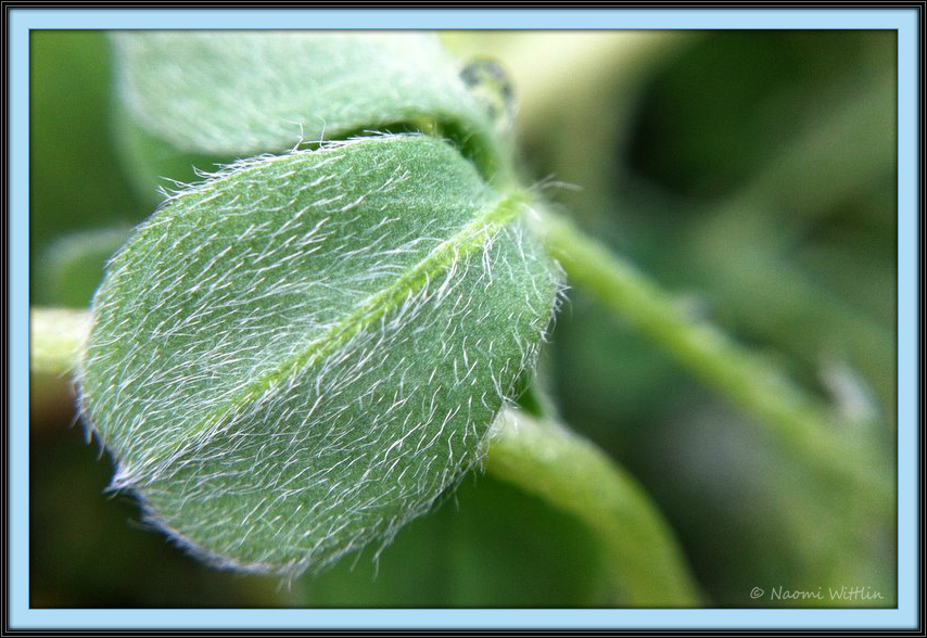 bluebonnet leaf